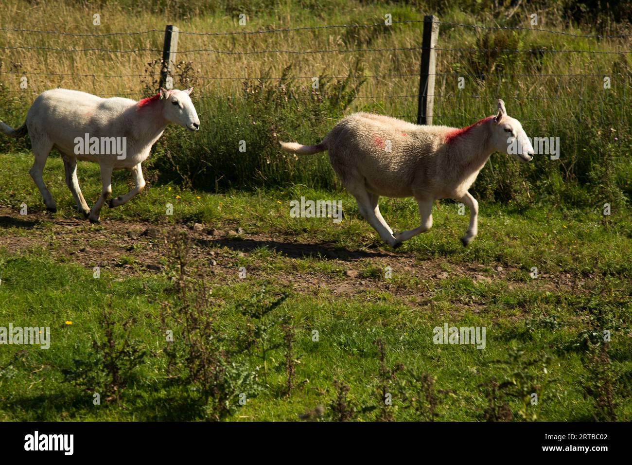 Cantref Reservoir Brycheiniog Brecon Beacons Stock Photo - Alamy