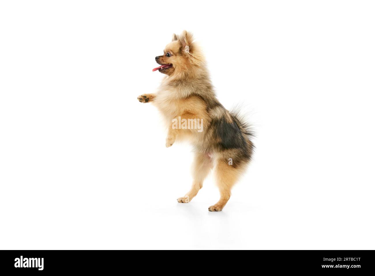 Moving Dog Backgrounds