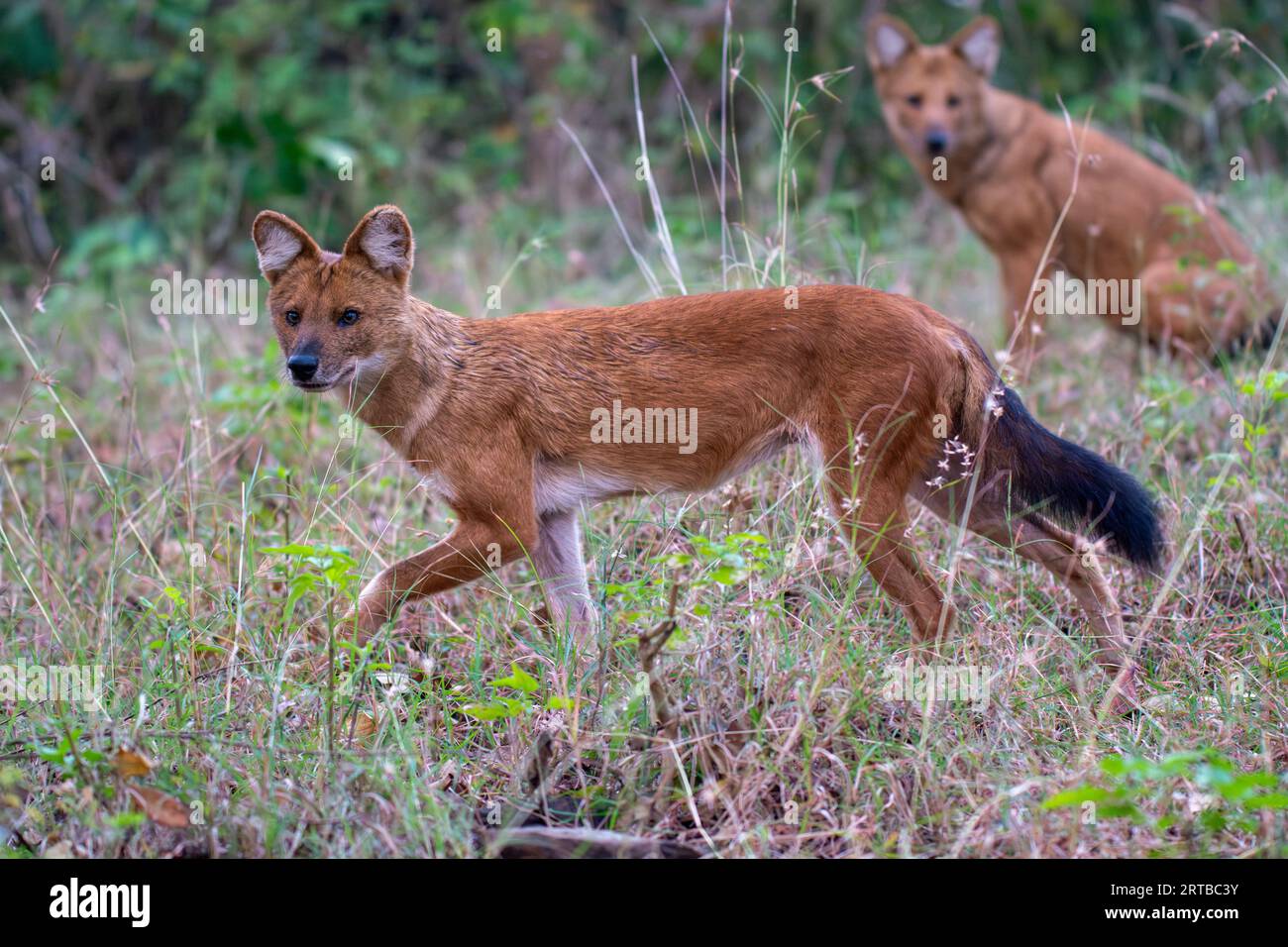 Br hills karnataka hi-res stock photography and images - Alamy