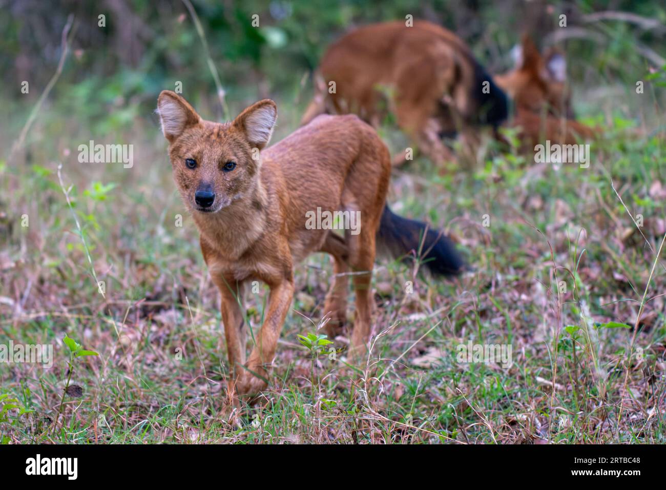 Wild Dogs Hunting - Bandipur, Karnataka, India Stock Photo - Alamy