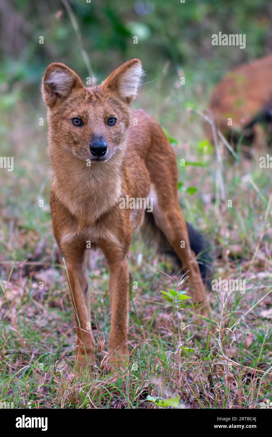 Br hills karnataka hi-res stock photography and images - Alamy