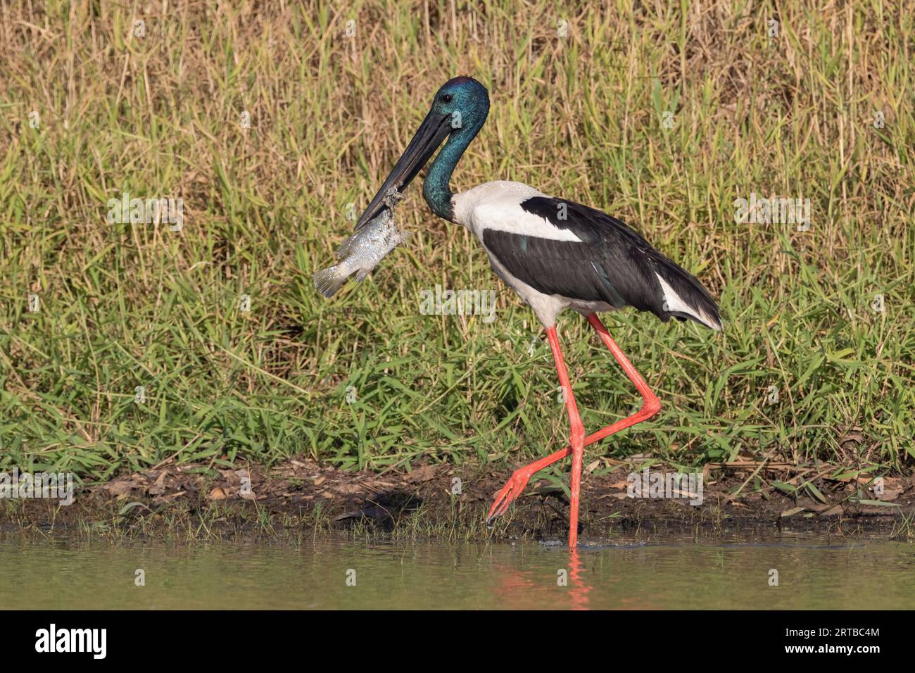 A male Black-Necked Stork has caught a Barramundi. Northern Territory ...
