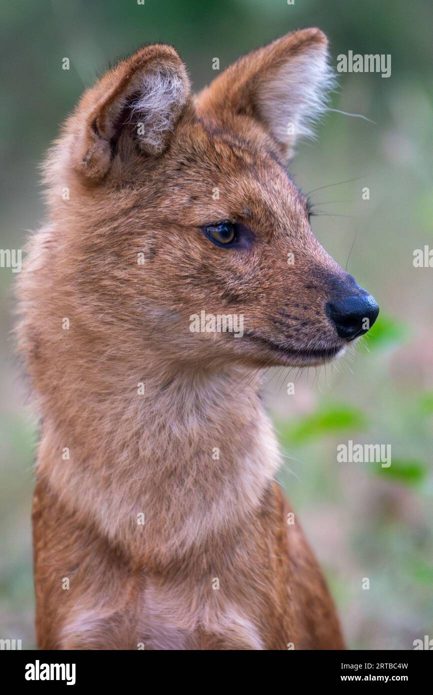 Wild Dogs Hunting - Bandipur, Karnataka, India Stock Photo - Alamy