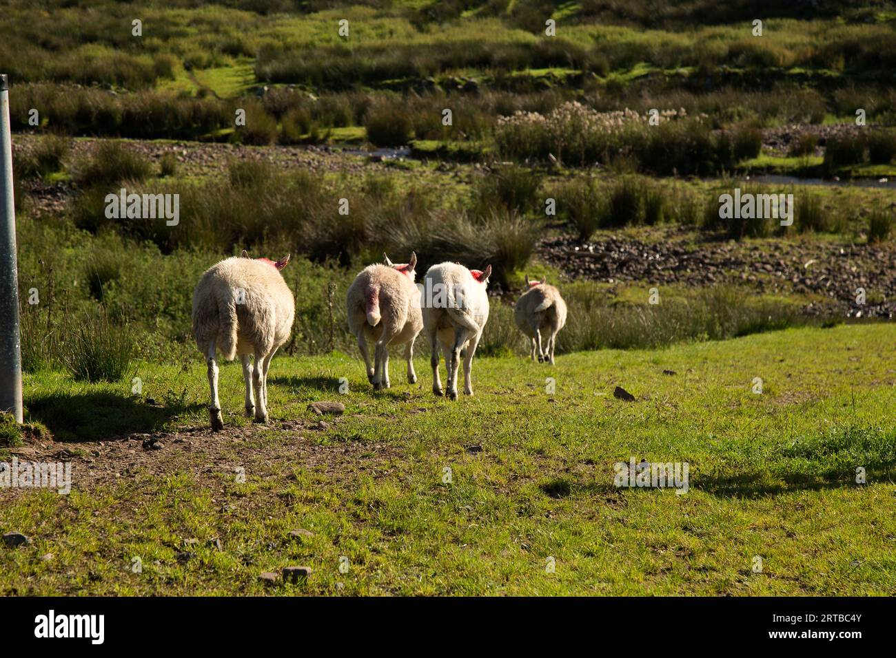 Cantref Reservoir Brycheiniog Brecon Beacons Stock Photo - Alamy