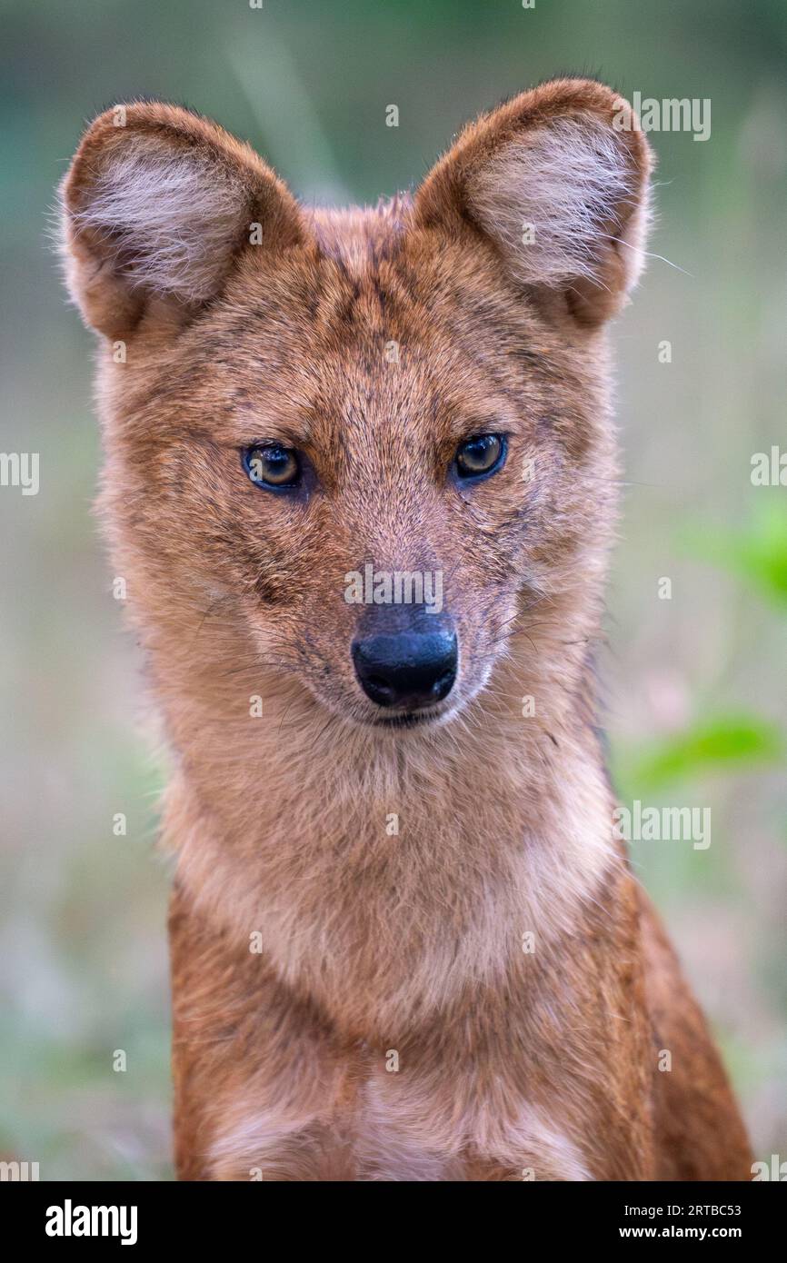 Wild Dogs Hunting - Bandipur, Karnataka, India Stock Photo - Alamy
