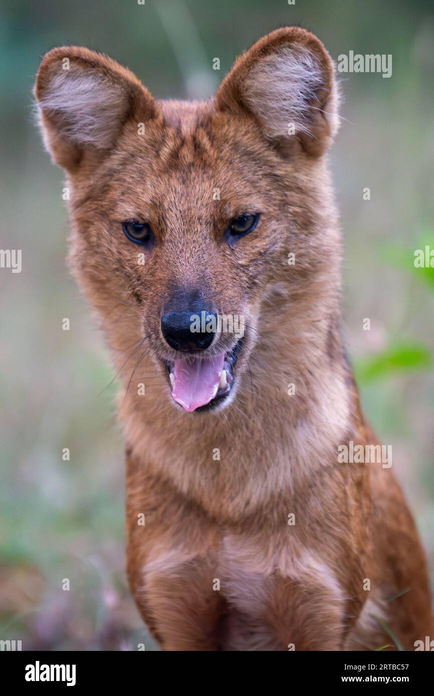 Wild Dogs Hunting - Bandipur, Karnataka, India Stock Photo - Alamy