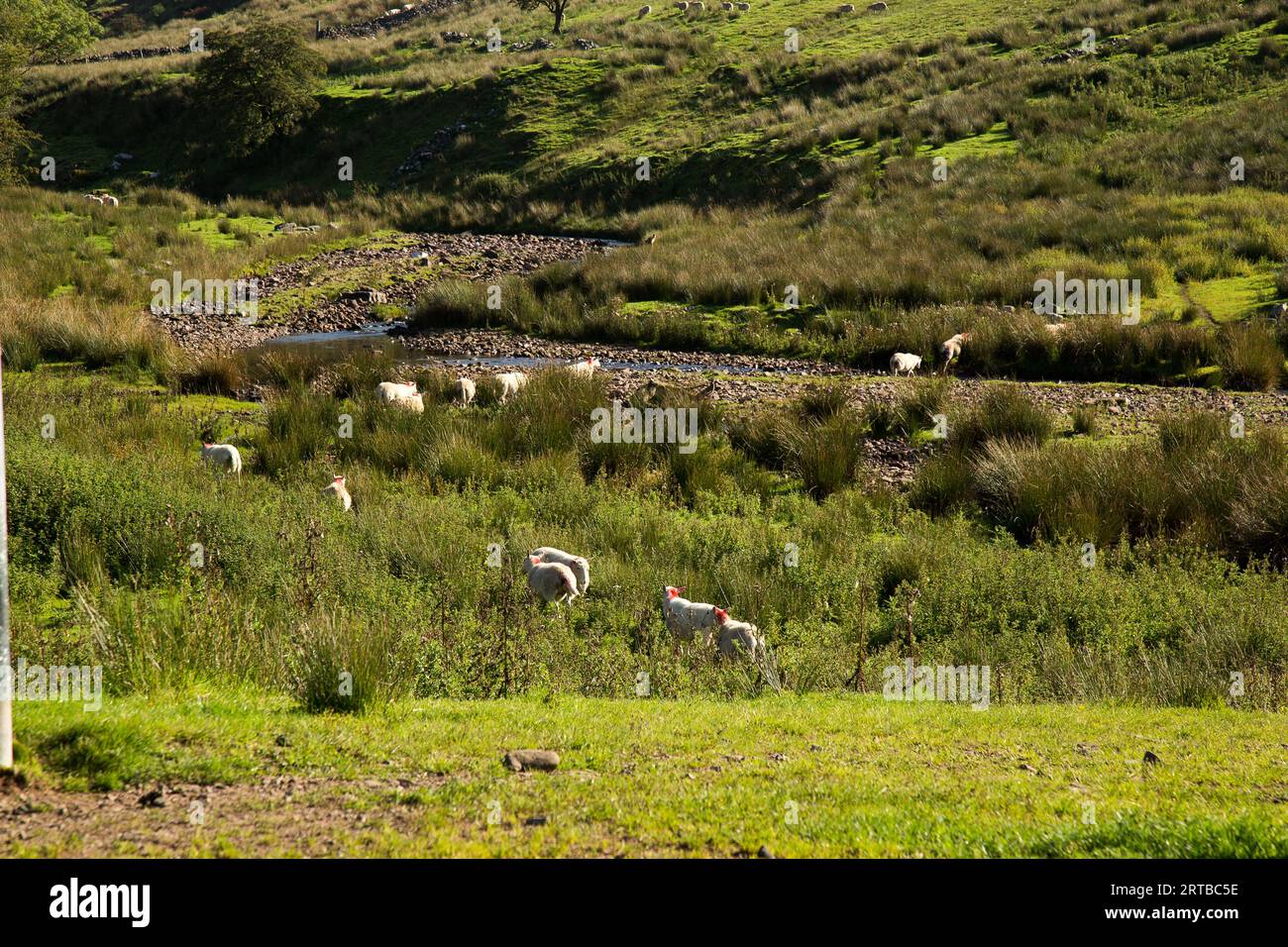 Cantref Reservoir Brycheiniog Brecon Beacons Stock Photo - Alamy