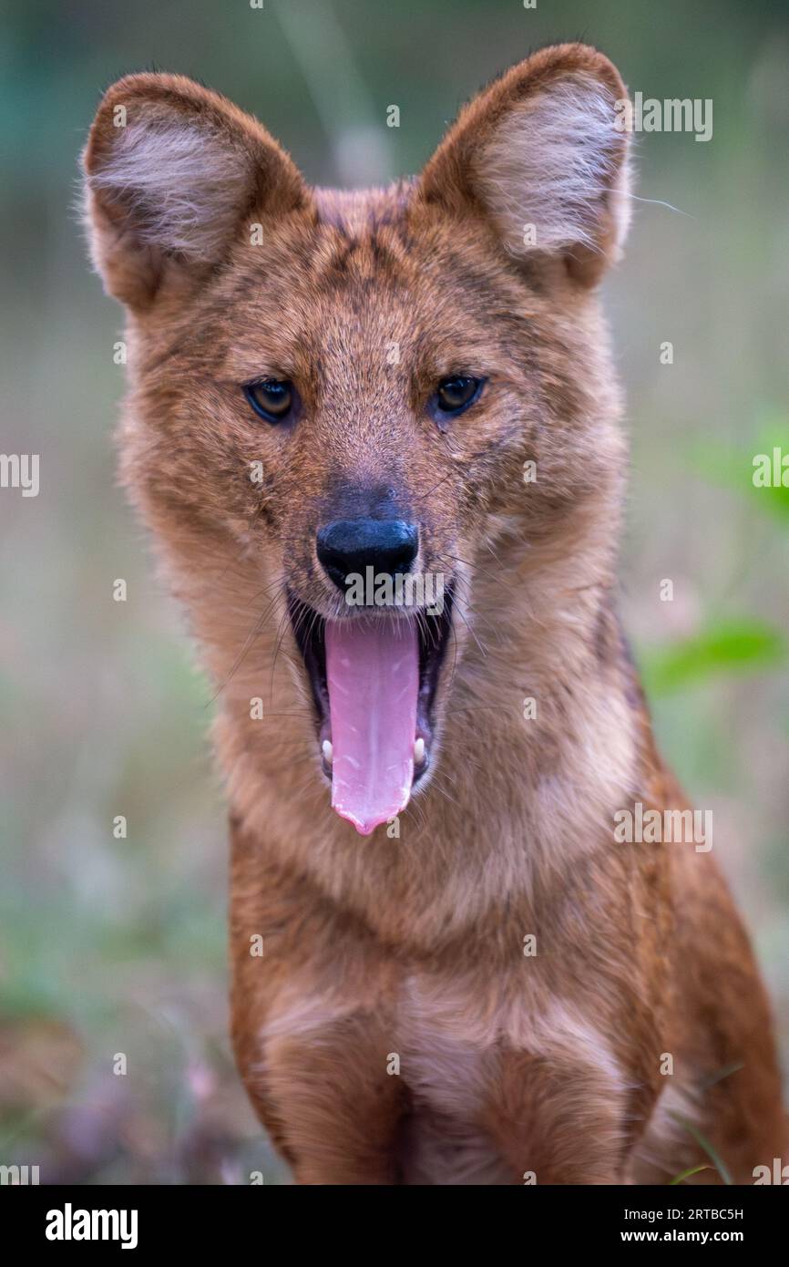 Wild Dogs Hunting - Bandipur, Karnataka, India Stock Photo - Alamy