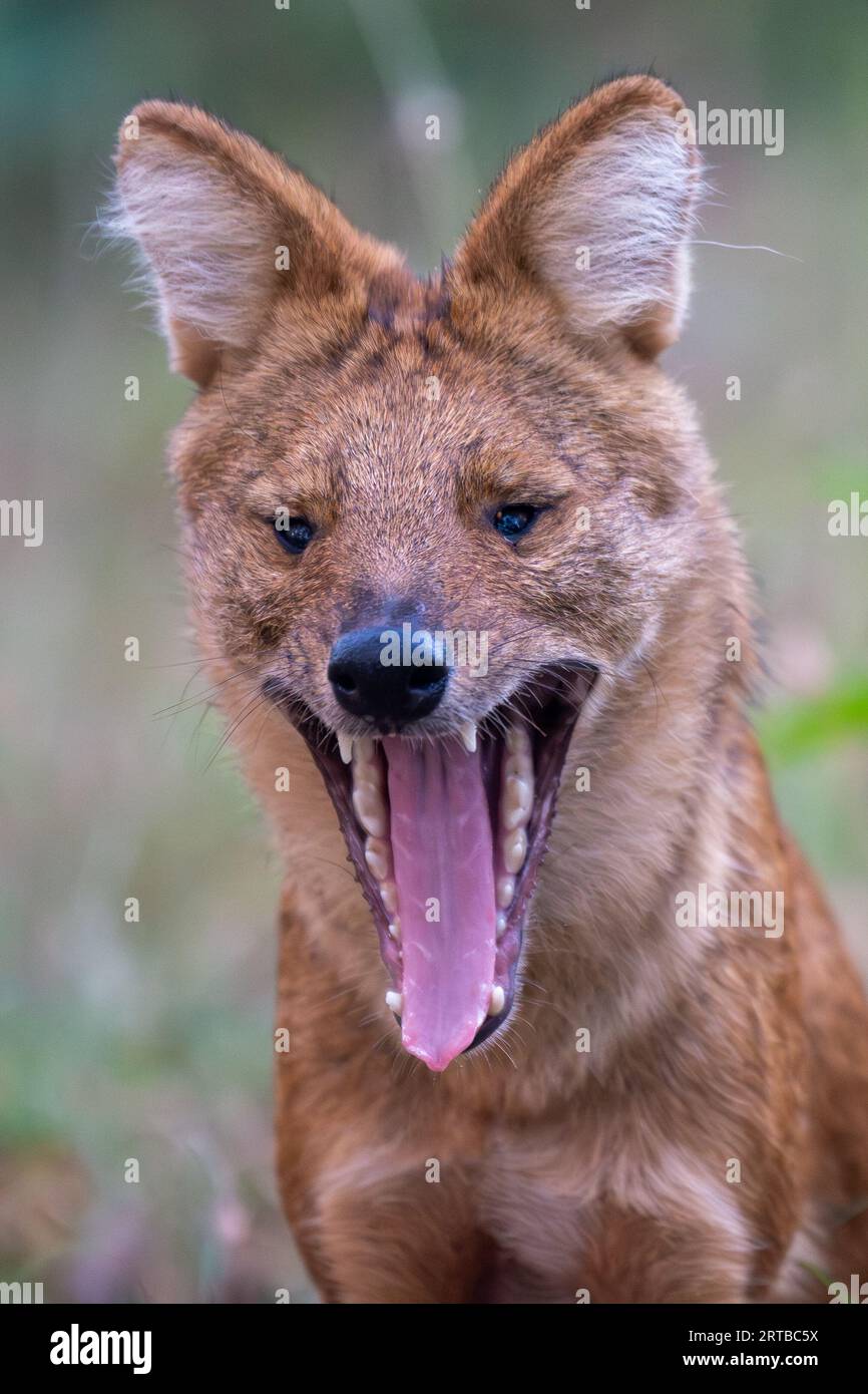 Wild Dogs Hunting - Bandipur, Karnataka, India Stock Photo - Alamy