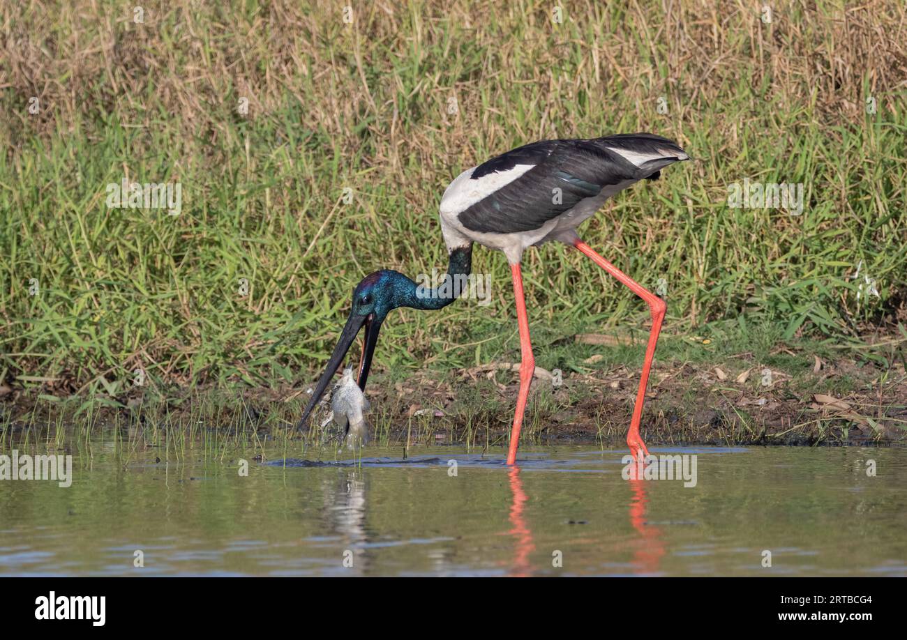 A male Black-Necked Stork has caught a Barramundi. Northern Territory ...