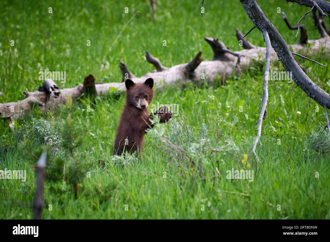 black bear cubs, Ursus americanus, Yellowstone National Park, Wyoming ...