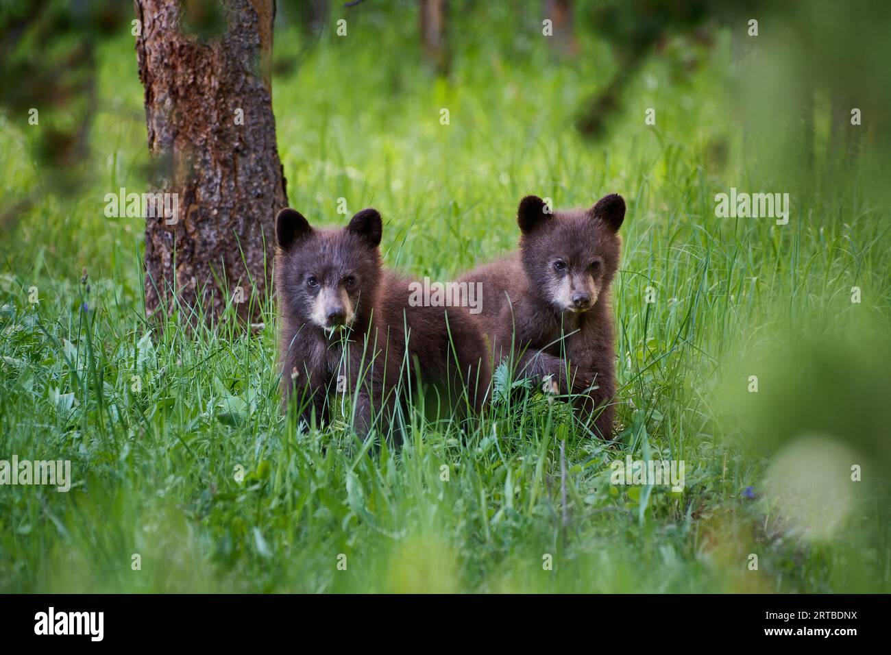 Yellowstone black bear hi-res stock photography and images - Alamy