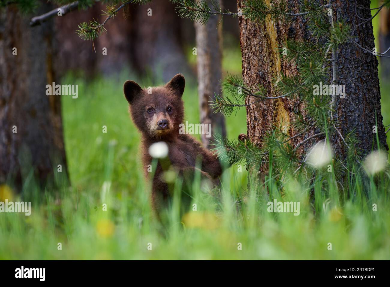 black bear cubs, Ursus americanus, Yellowstone National Park, Wyoming ...