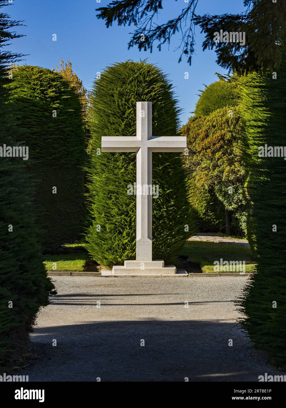 Latin cross plants hi-res stock photography and images - Alamy