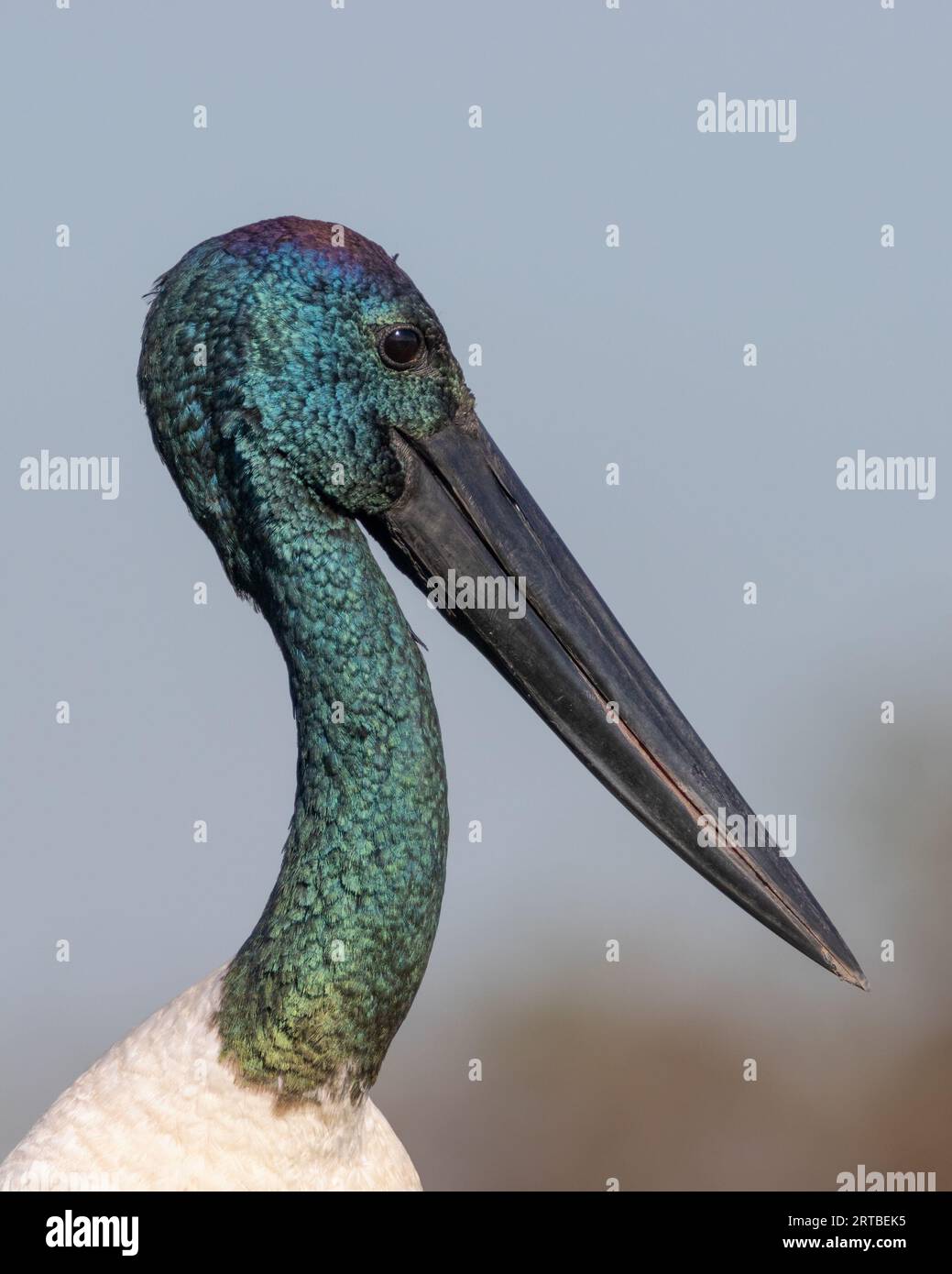 Head and neck glossy black hi-res stock photography and images - Alamy