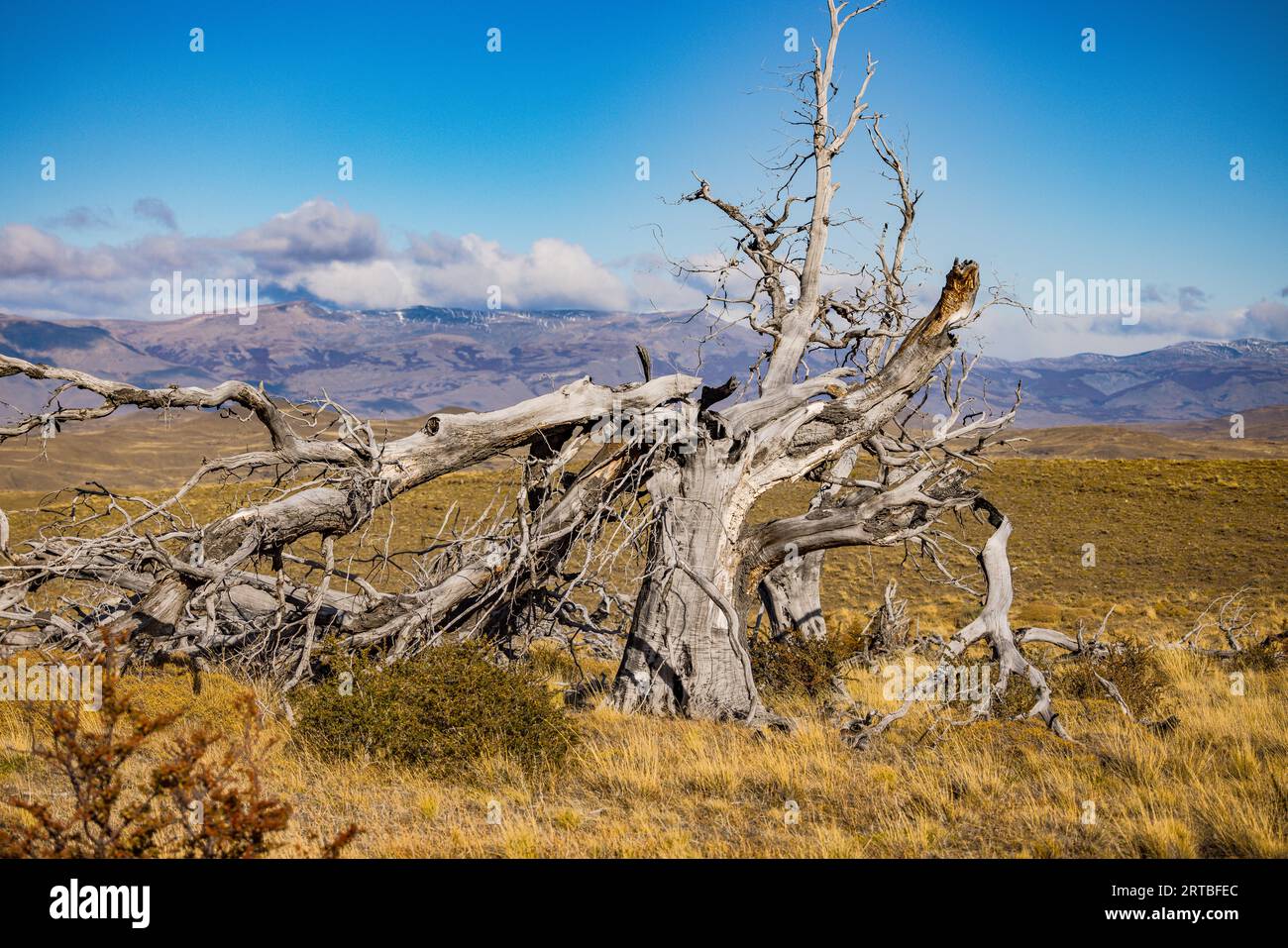 A prominent dead tree in the pampas of southern Patagonia, Chile, South ...