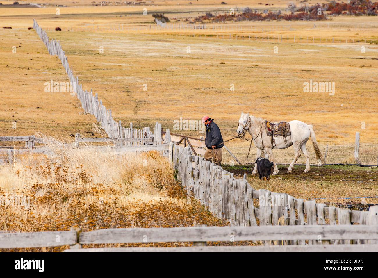 A Chilean gaucho with a horse and dog closing a gate at an estancia ...