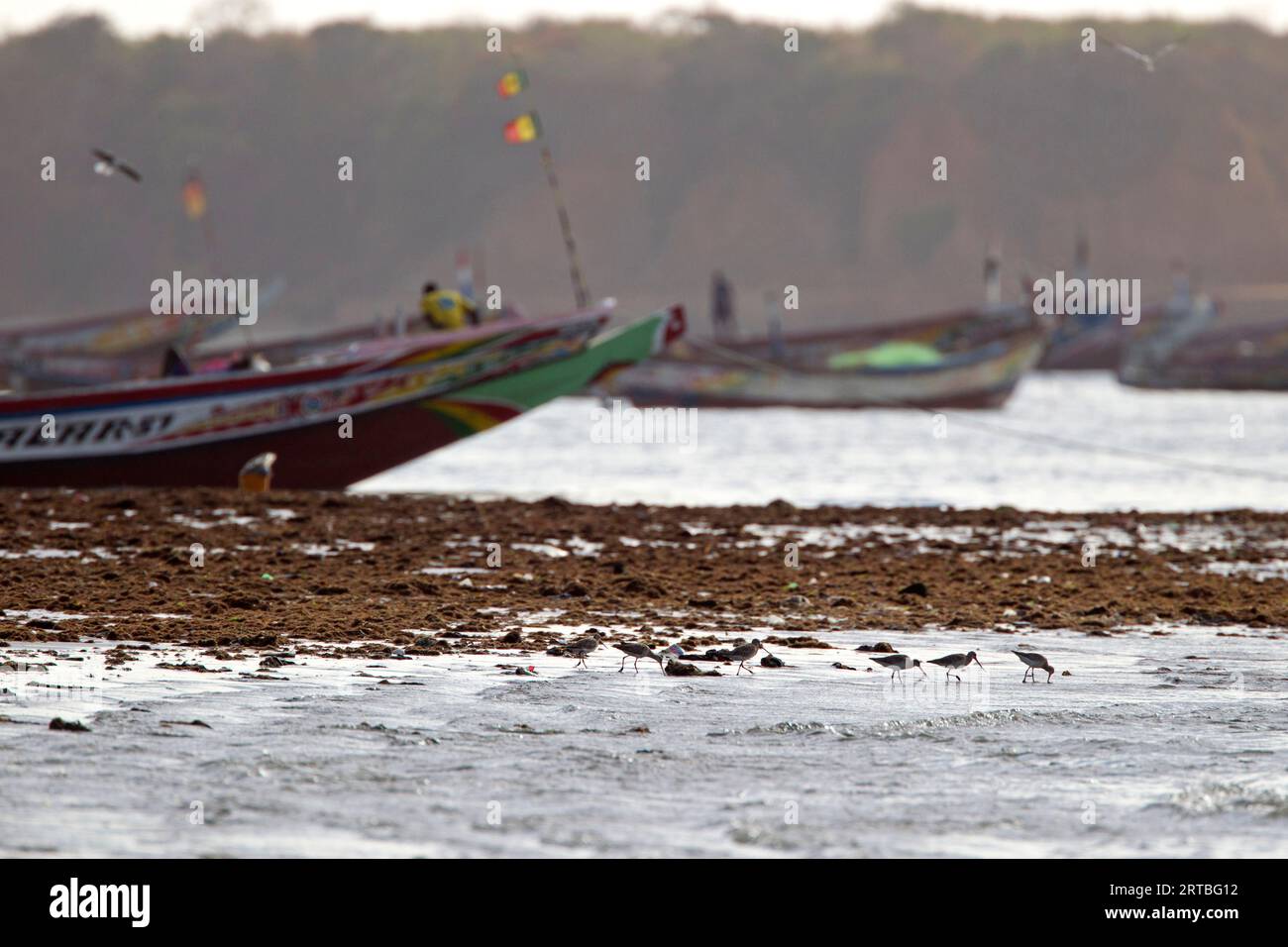 bar-tailed godwit (Limosa lapponica), troop foraging on the beach ...