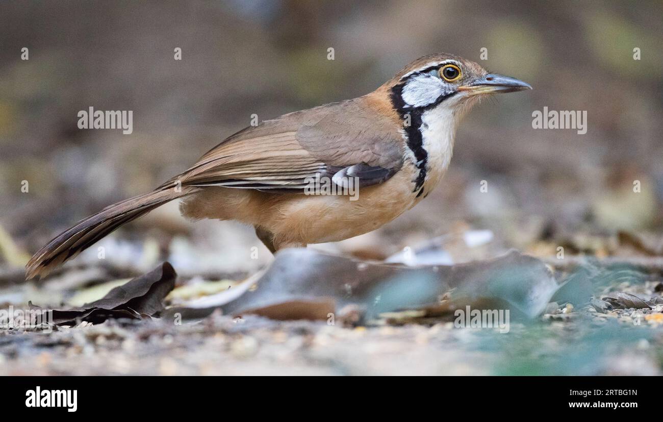 greater necklaced laughing thrush, greater necklaced laughingthrush ...