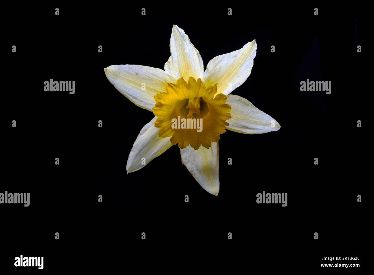 common daffodil (Narcissus pseudonarcissus), flower against black ...
