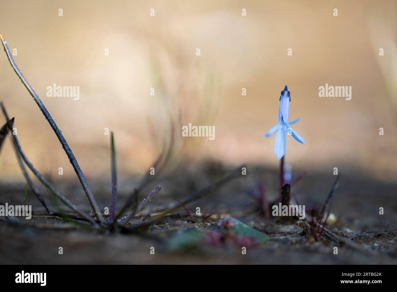 water lobelia (Lobelia dortmanna), blooming, Netherlands, Drenthe Stock ...
