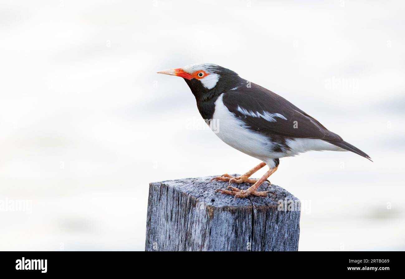 Asian pied starlings hi-res stock photography and images - Alamy