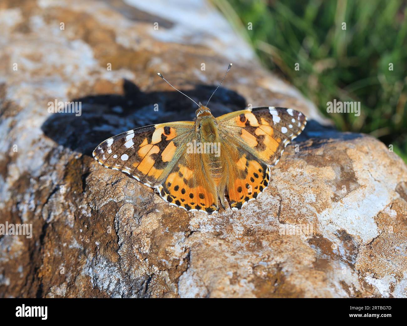Painted lady (Cynthia cardui, Vanessa cardui, Pyrameis cardui), sitting ...