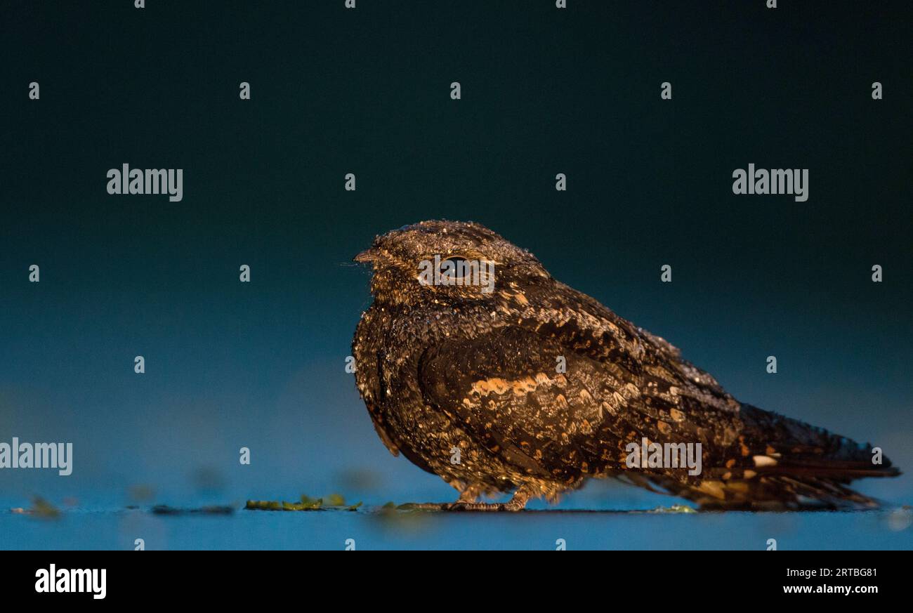 Grey nightjar hi-res stock photography and images - Alamy