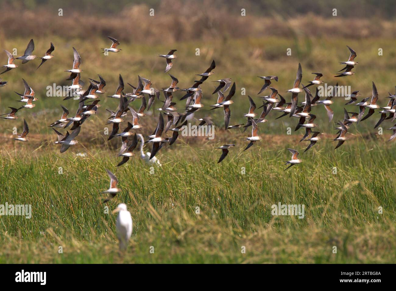 collared pratincole, common pratincole, red-winged pratincole (Glareola ...