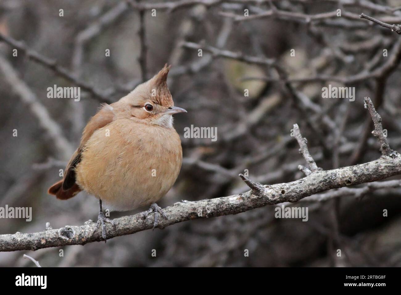 Horneros hi-res stock photography and images - Alamy