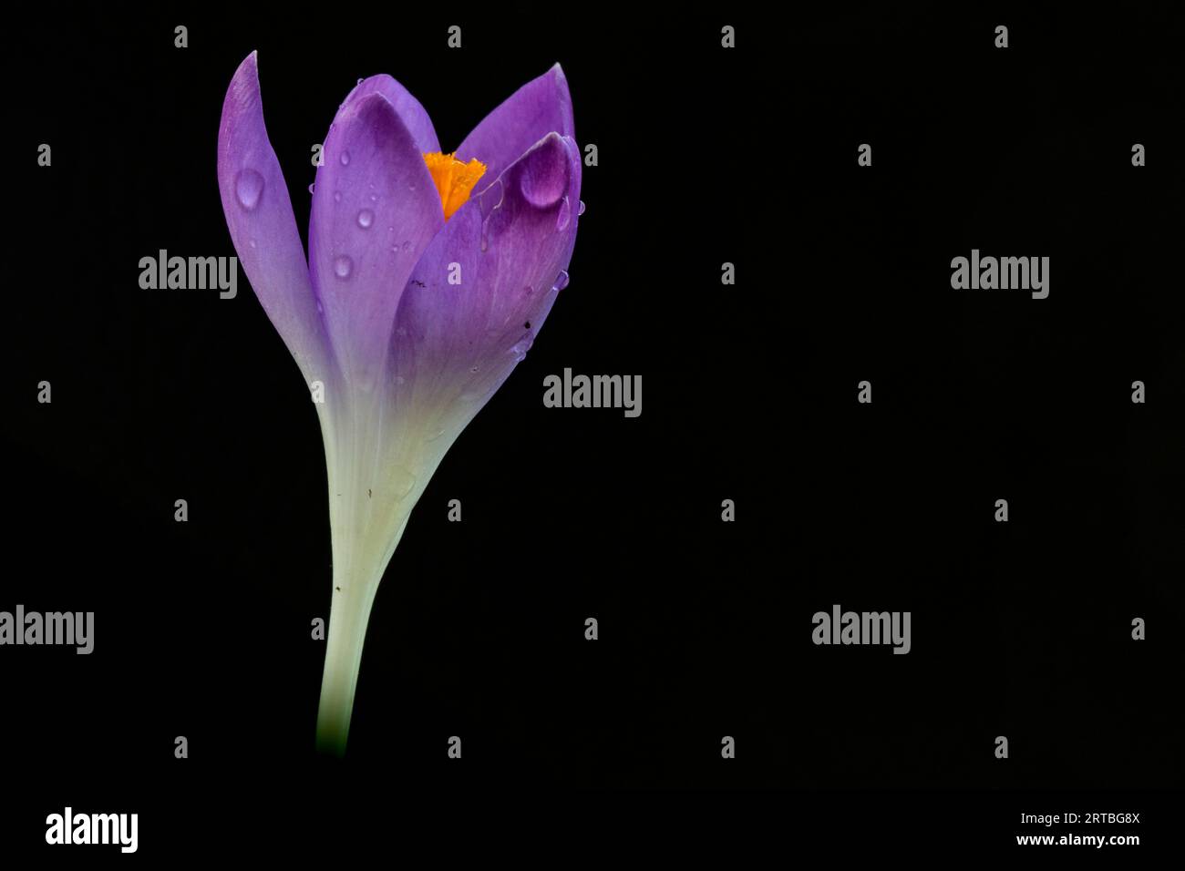 Early Crocus, Woodland crocus, Tomasini's crocus (Crocus tommasinianus ...