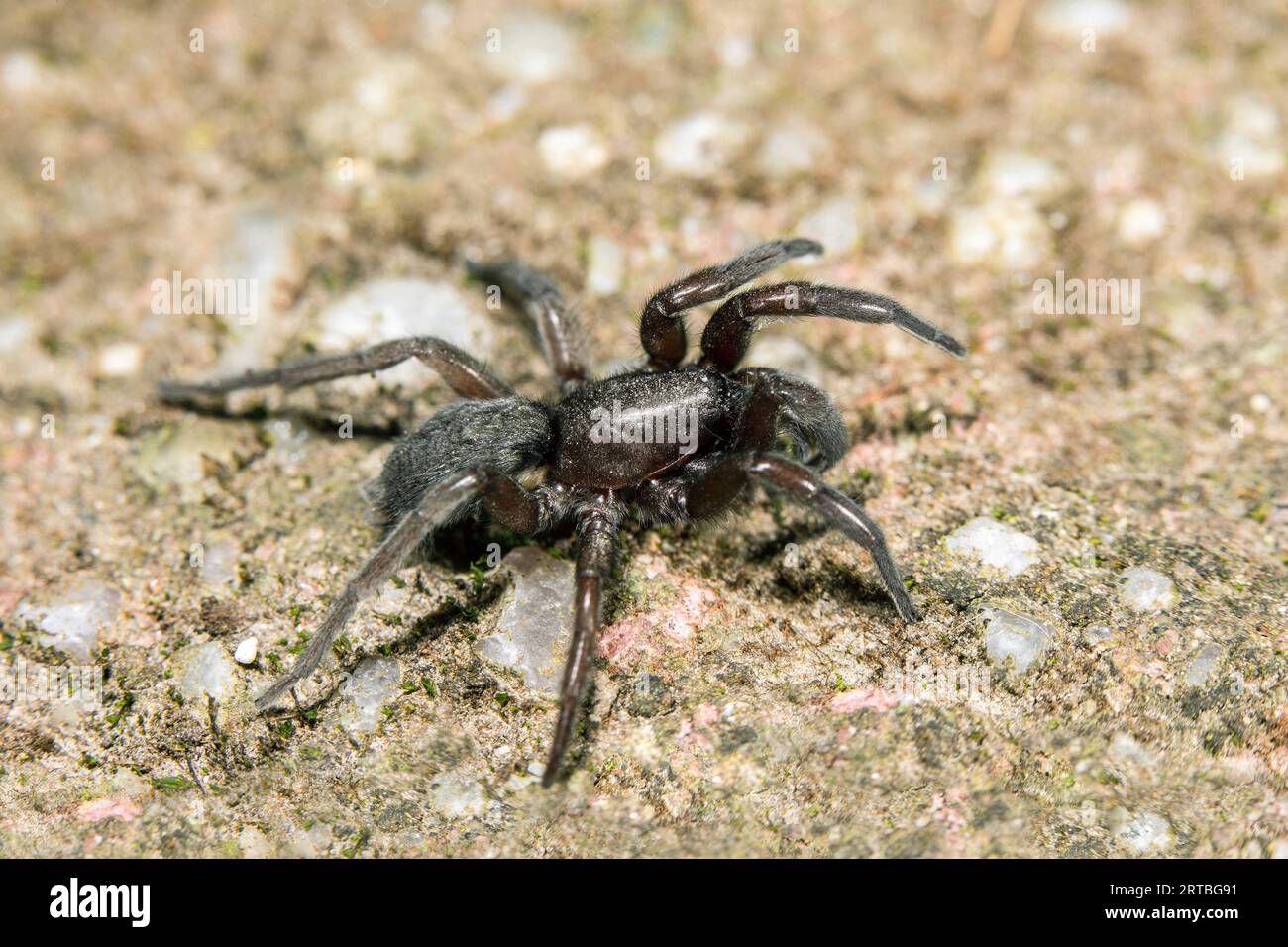 mouse spider (Scotophaeus spec.), sitting on a rock Stock Photo - Alamy