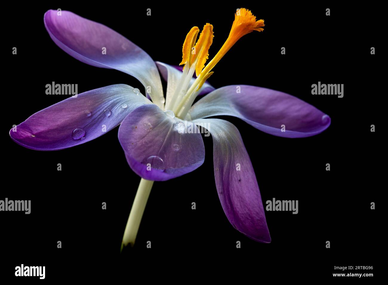 Early Crocus, Woodland crocus, Tomasini's crocus (Crocus tommasinianus ...