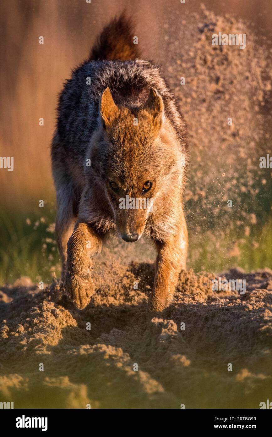 Eurasian golden jackal, European jackal (Canis aureus moreoticus, Canis ...