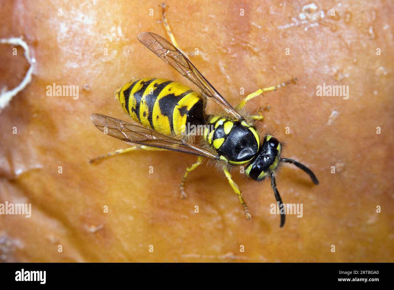 common wasp (Vespula vulgaris, Paravespula vulgaris), top view, Germany ...