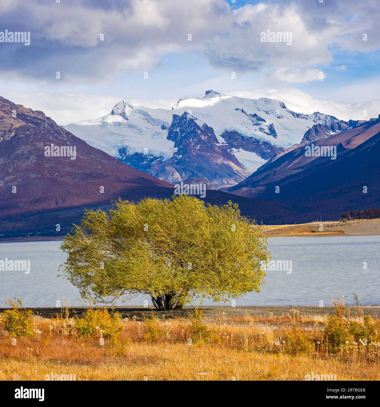Striking green tree on the shore of Lago Argentino in front of striking ...