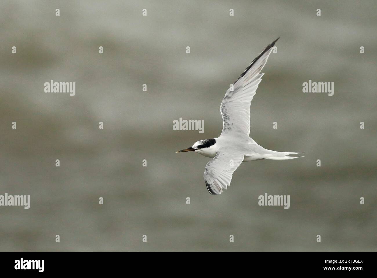 little tern (Sterna albifrons, Sternula albifrons), in flight over ...