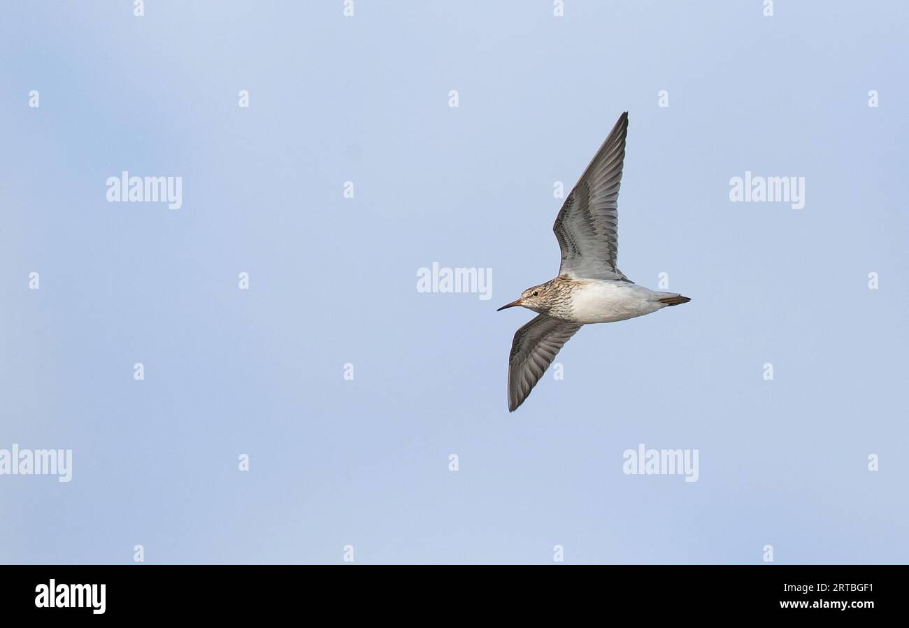 Pectoral Sandpiper In Flight Season Summaries — James Bay Shorebird