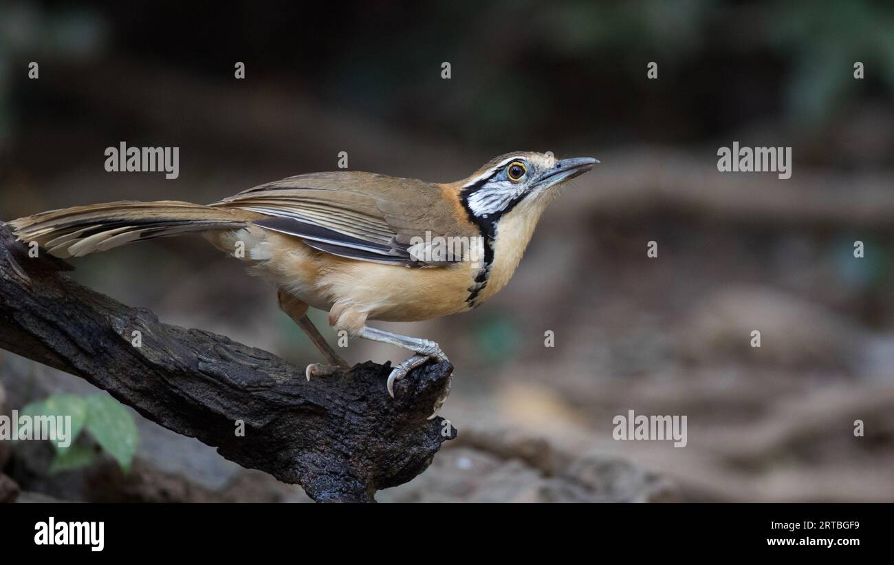 greater necklaced laughing thrush (Garrulax pectoralis, Pterorhinus ...