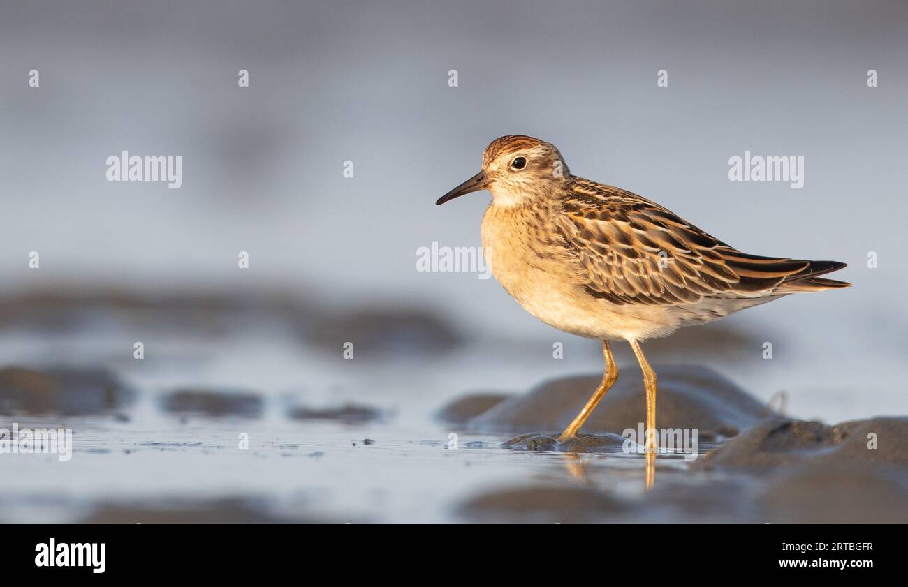 sharp-tailed sandpiper (Calidris acuminata), juvenile on mud flat, USA ...