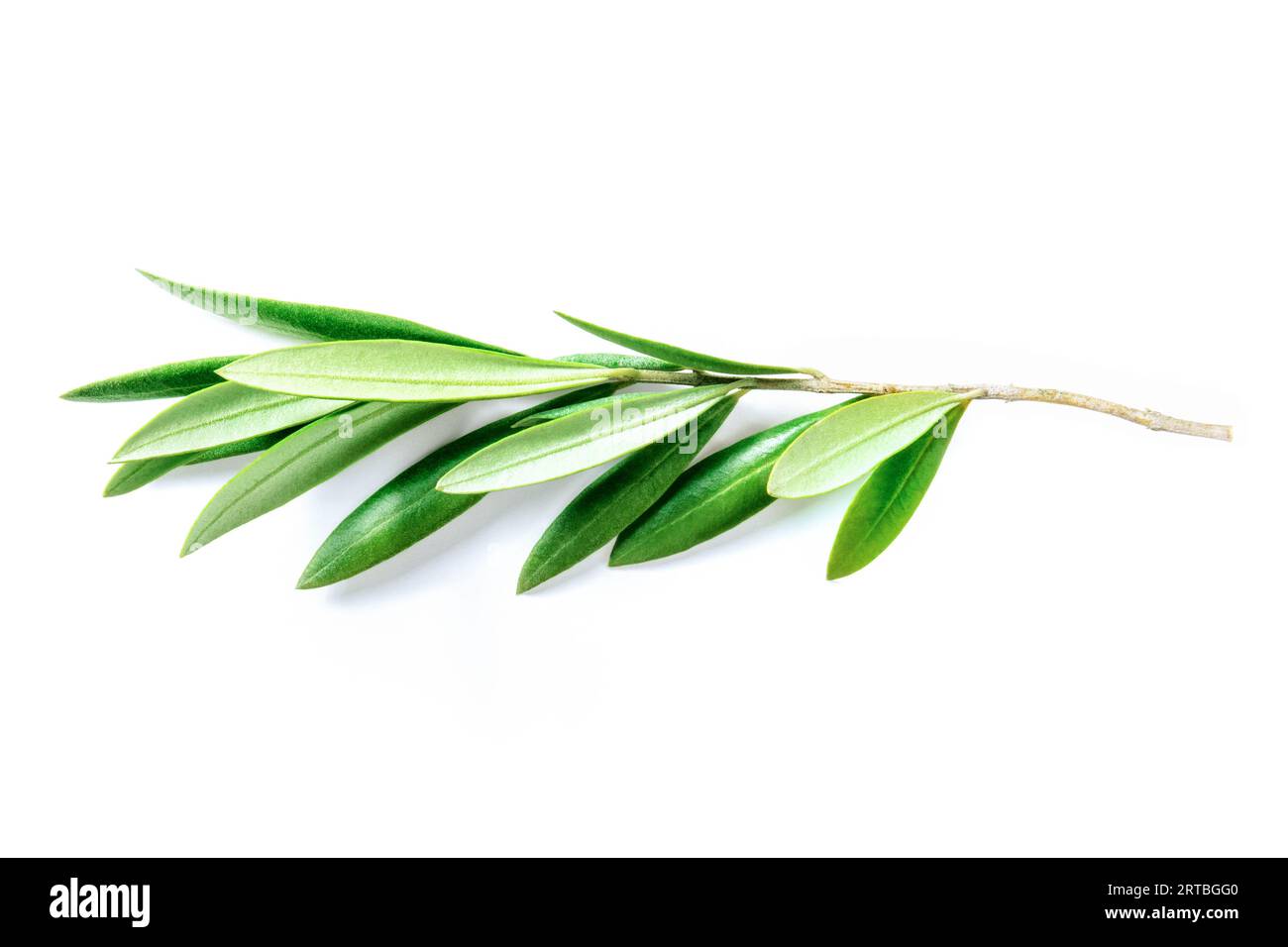 Olive tree branch with green leaves, isolated on a white background ...