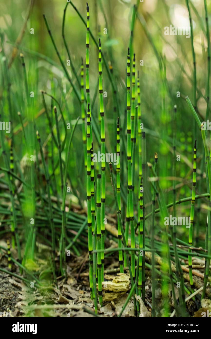 Equisetum hyemale dutch rush hi-res stock photography and images - Alamy