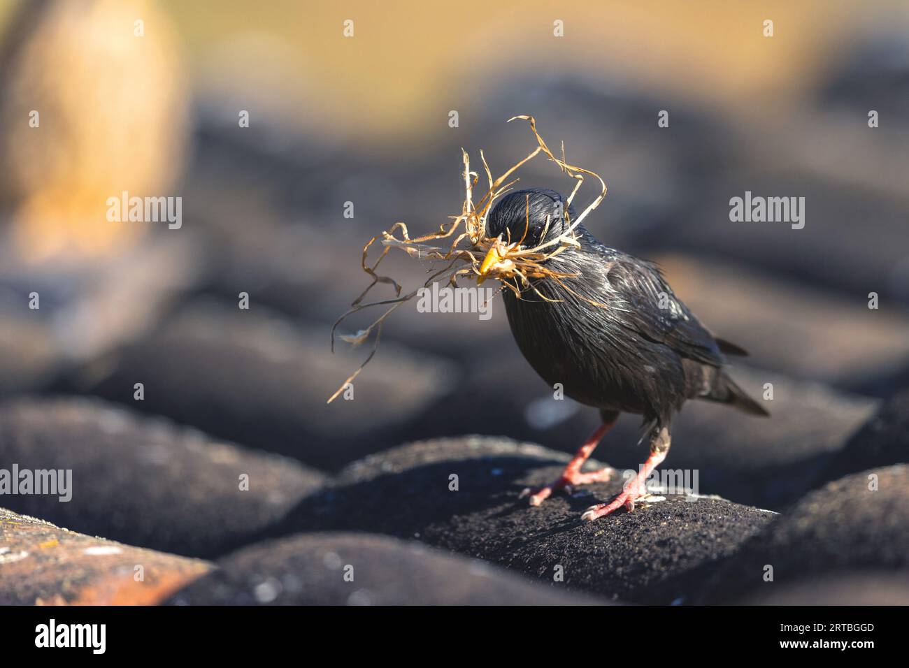 spotless starling (Sturnus unicolor), sitting on a roof with nesting ...