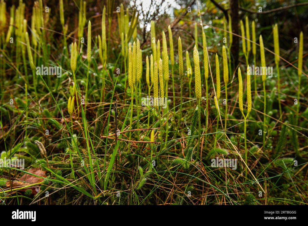 elk-moss, running clubmoss, running ground-pine, stags-horn clubmoss ...