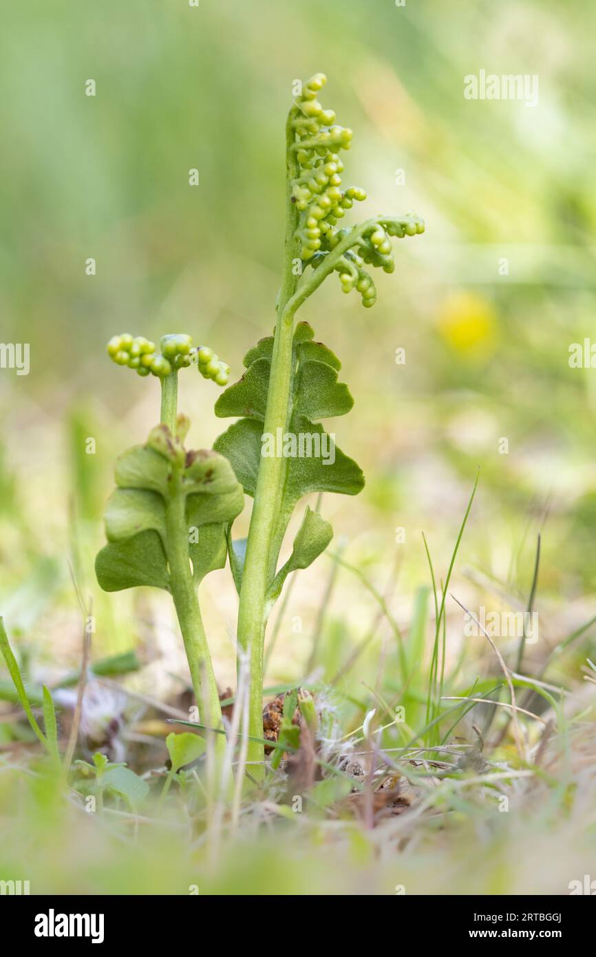 Moonwort grape-fern (Botrychium lunaria), habit, Netherlands, Drenthe ...
