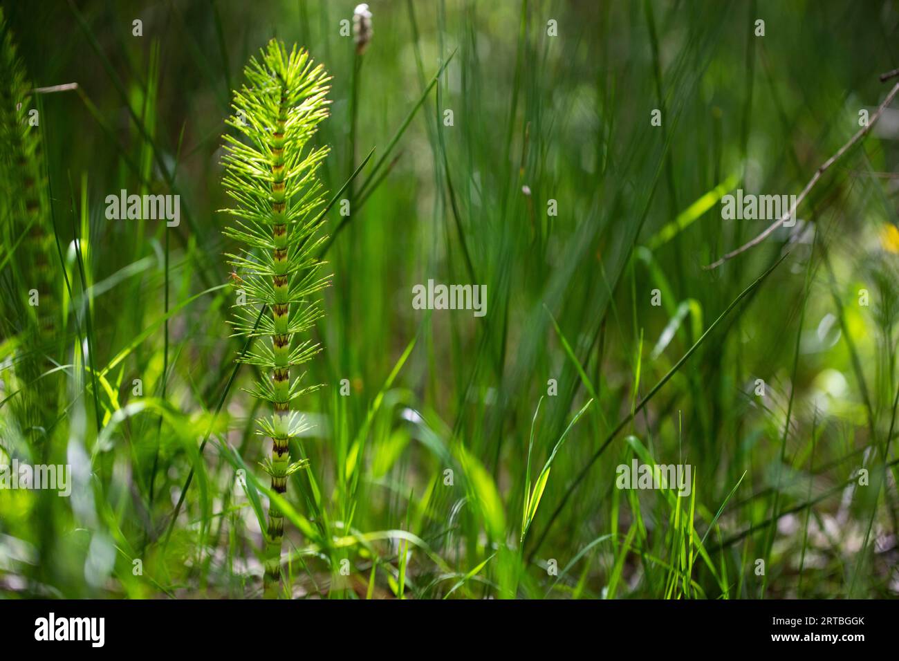 great horsetail, northern giant horsetail (Equisetum telmateia ...