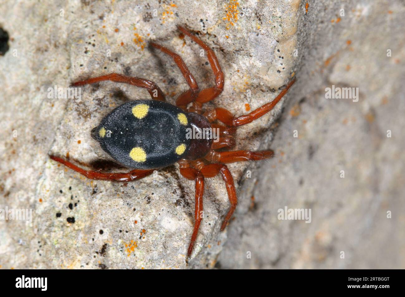 Star spider hi-res stock photography and images - Alamy