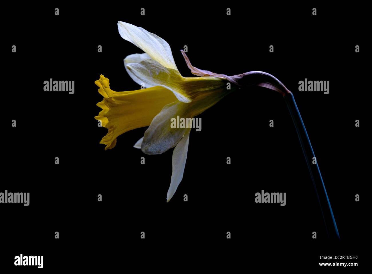 common daffodil (Narcissus pseudonarcissus), flower against black ...