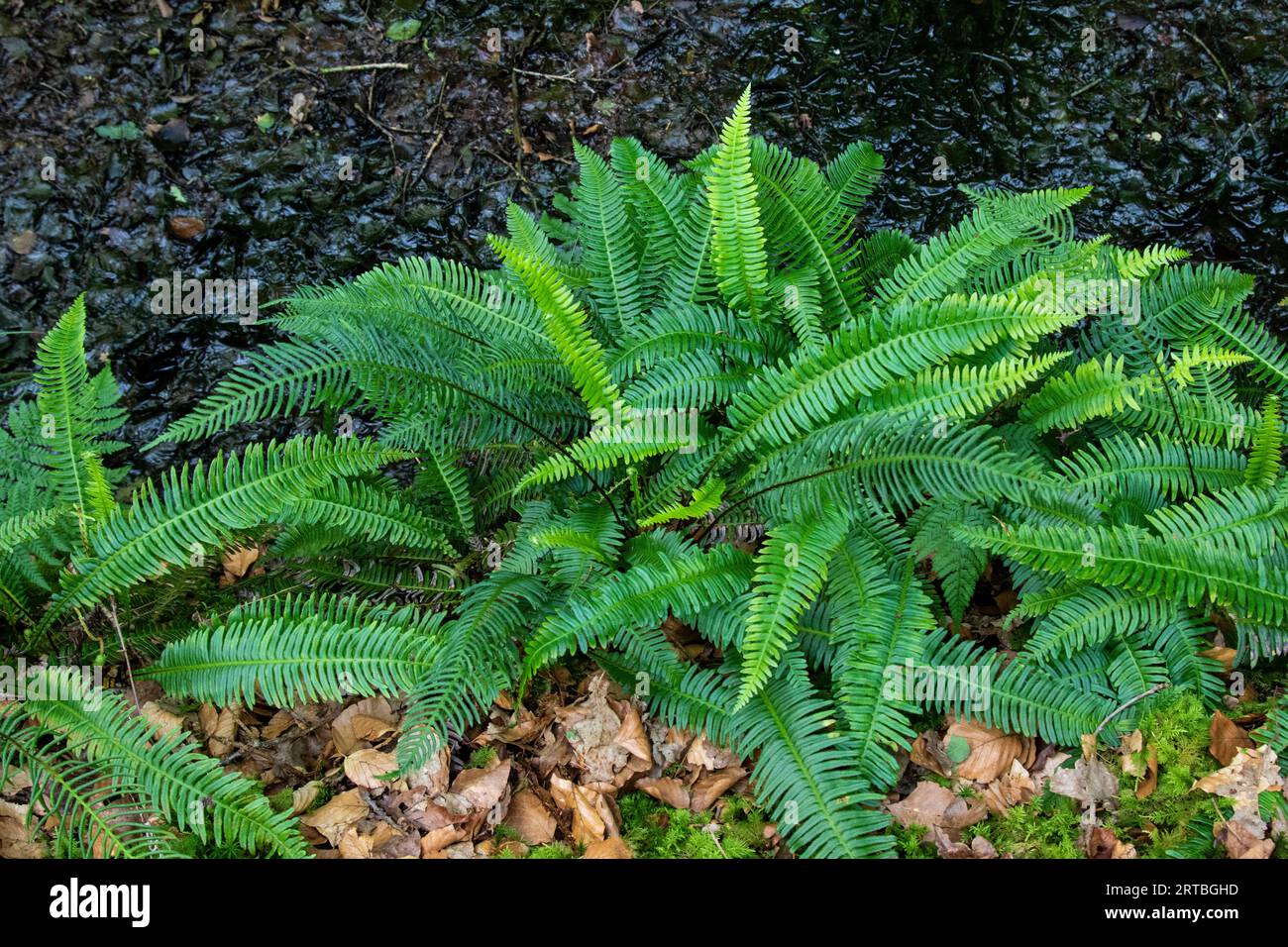 hard-fern, deer fern (Blechnum spicant, Struthiopteris spicant), habit ...