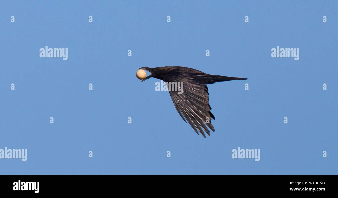common raven (Corvus corax), adult flying with a Greylag Goose egg in ...